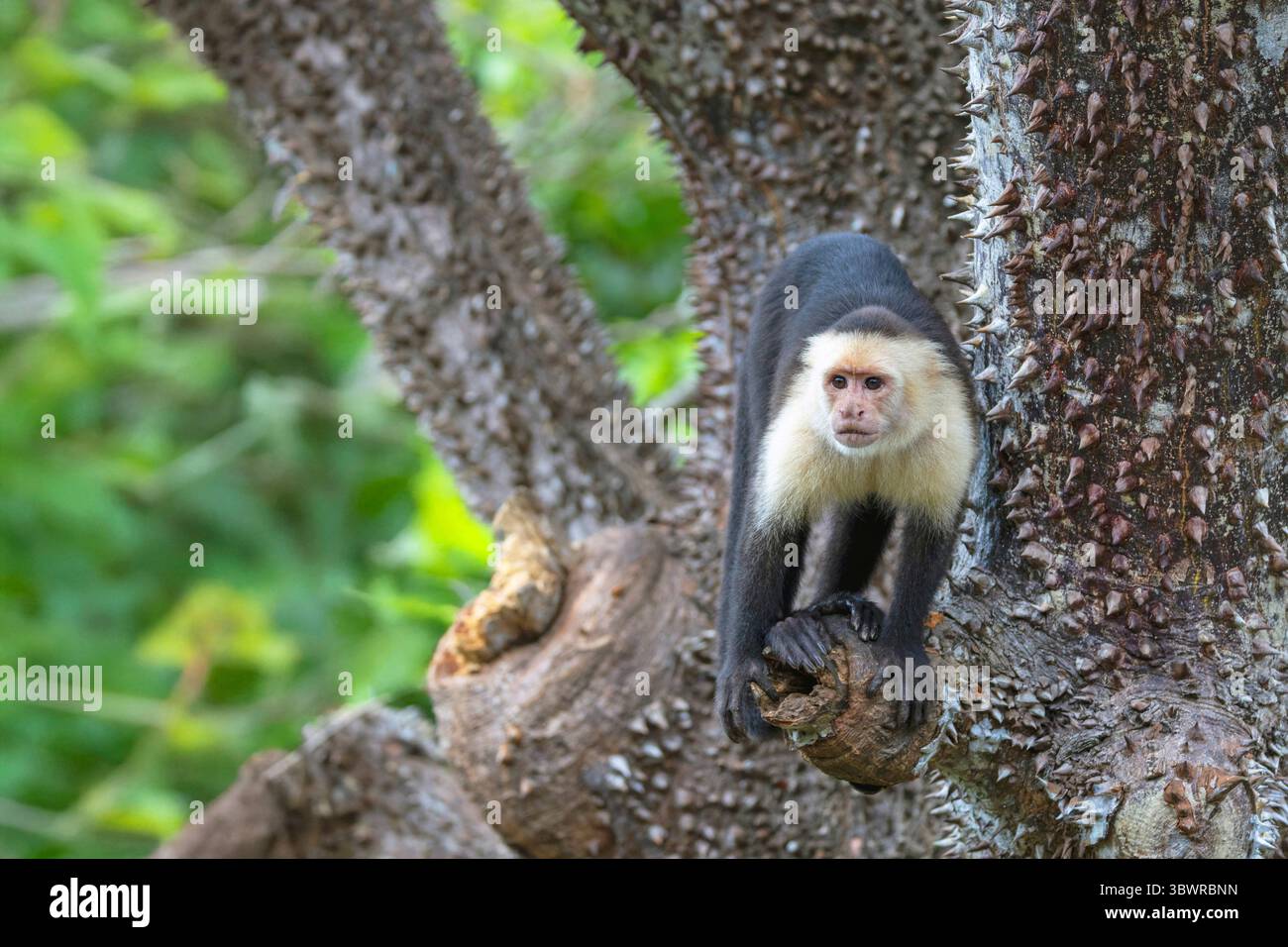 white-headed capuchin, Central American white-faced capuchin ...