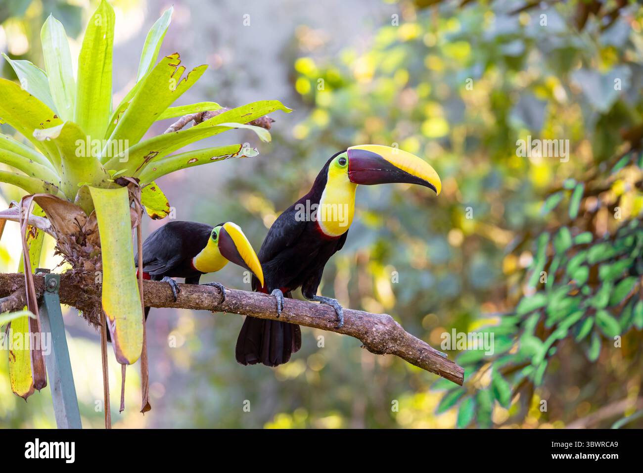 Black-mandibled toucan (Ramphastos ambiguus), two toucans sitting on a ...
