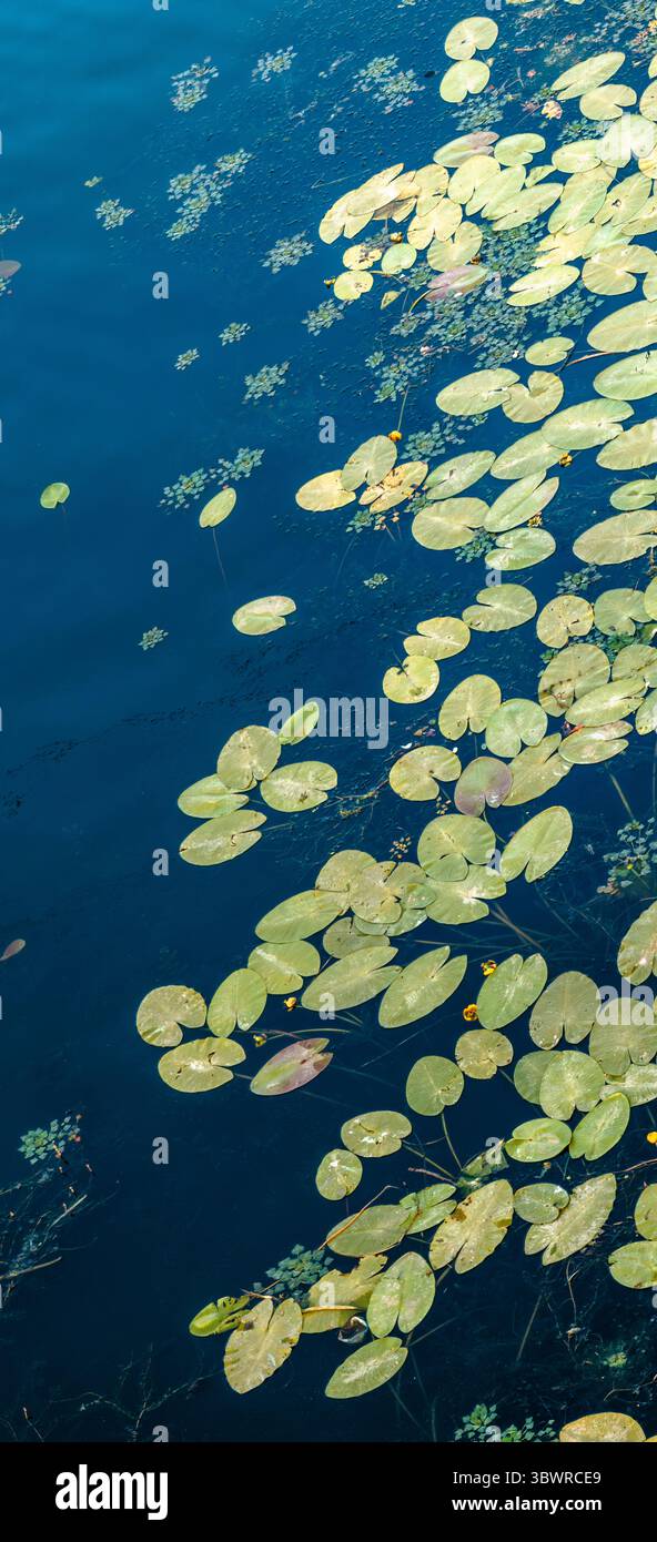 Lily pad floating on top hi-res stock photography and images - Alamy