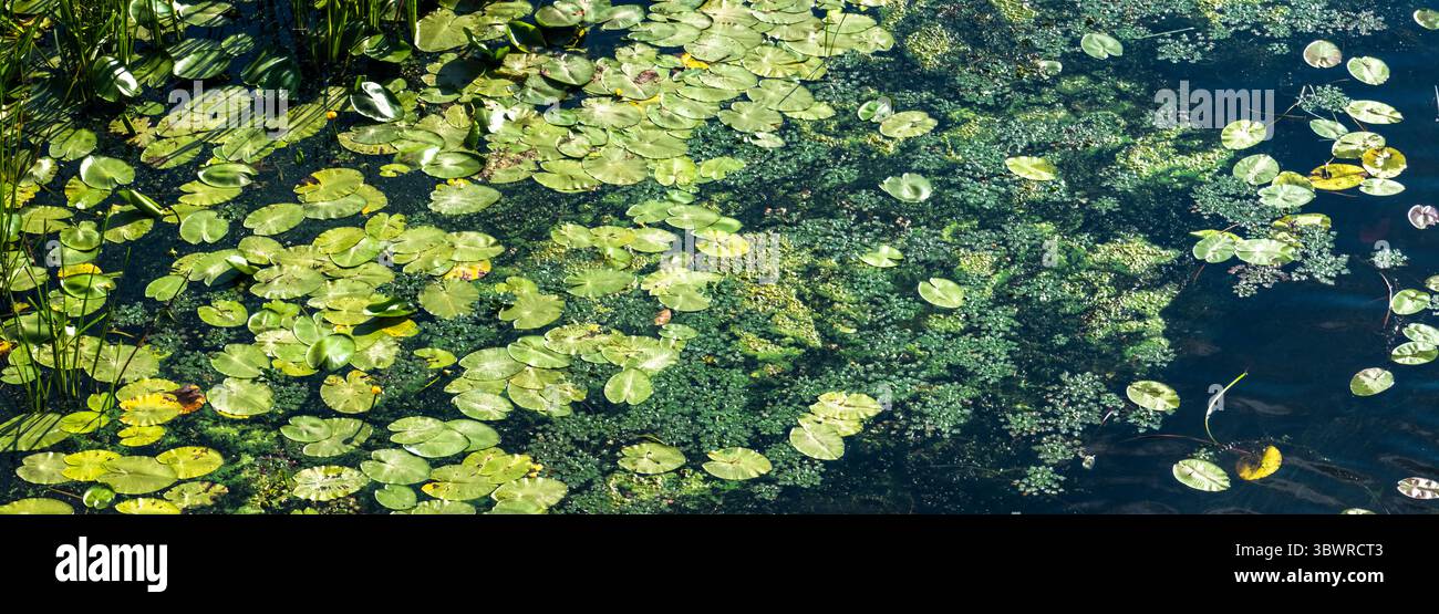 Aquatic plants such as duckweed and water lilies are creating abstract ...