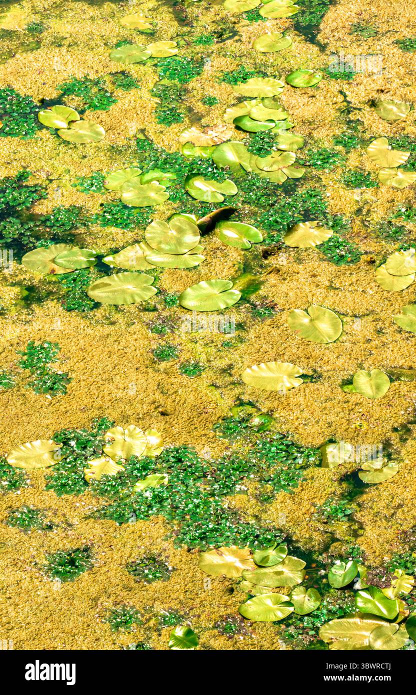 Duckweed and other aquatic plants are creating abstract patterns on the ...
