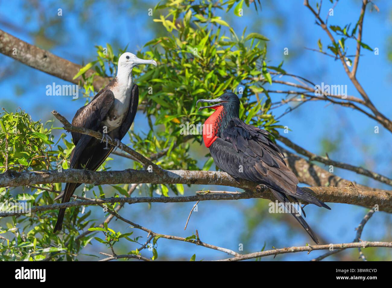 magnificent frigate bird, magnificent frigatebird, frigate petrel, man ...