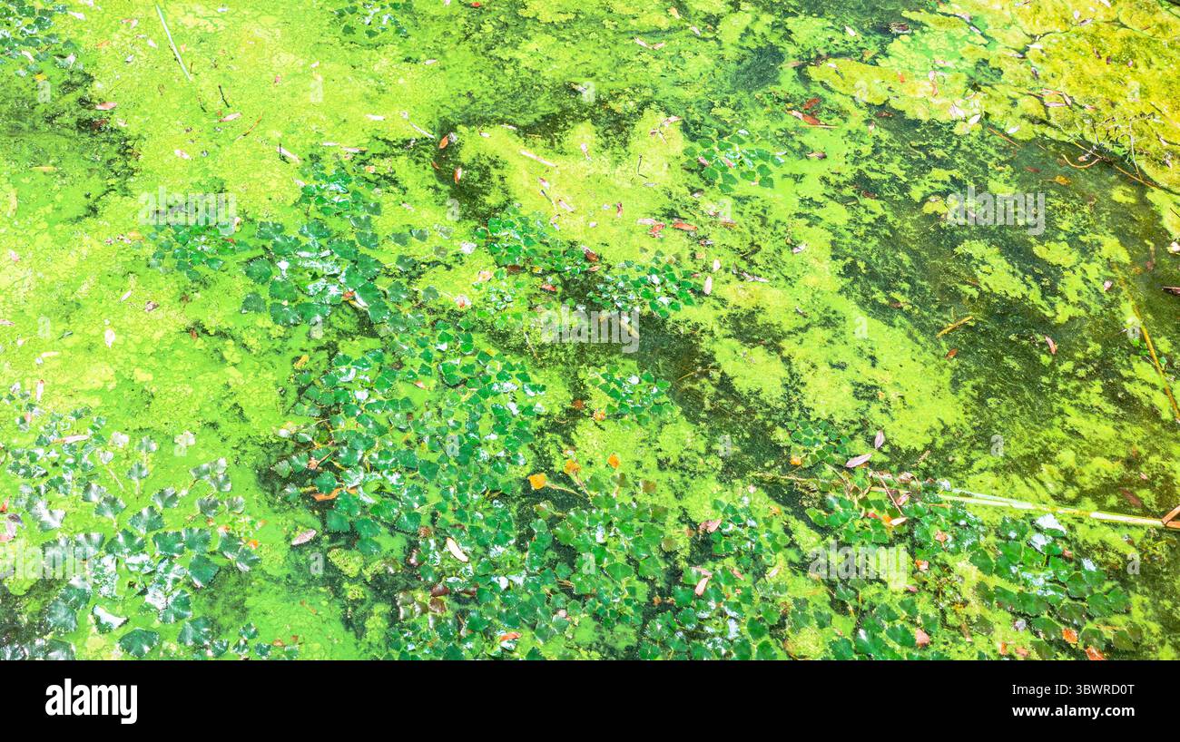 Green algae and duckweed covering the surface of a pond in summer ...