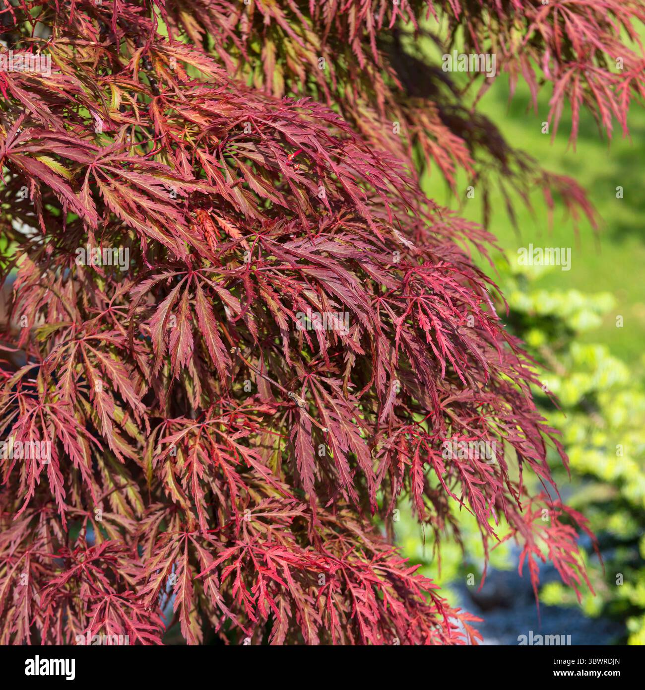 Palmate maple, Smooth Japanese maple (Acer palmatum 'Inaba-shidare ...