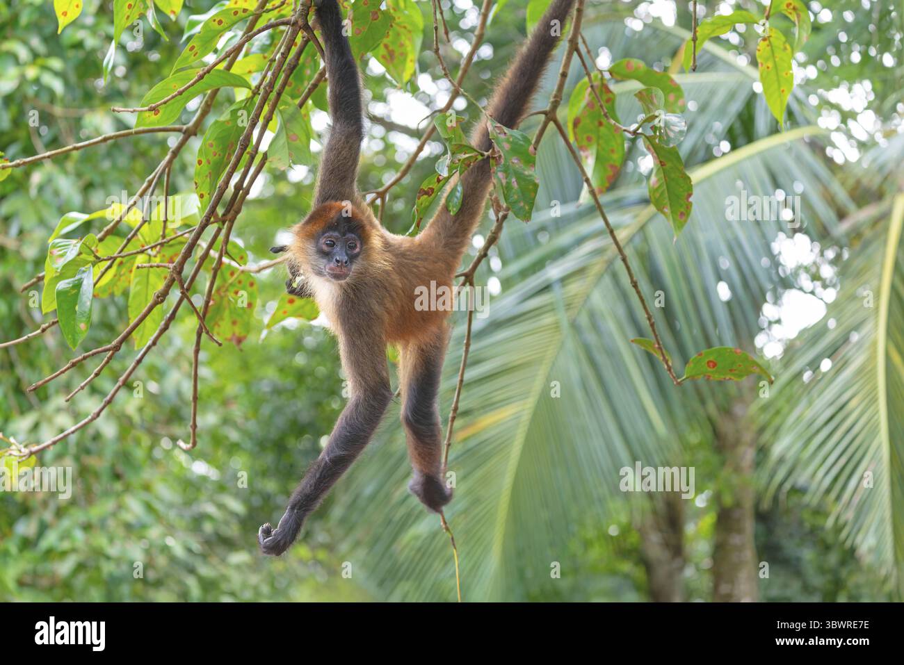 Geoffroy's spider monkey, Black-handed spider monkey, Central American ...