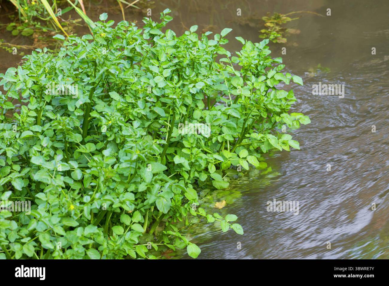 Watercress, One-rowed Watercress, Onerow Yellowcress (Nasturtium ...
