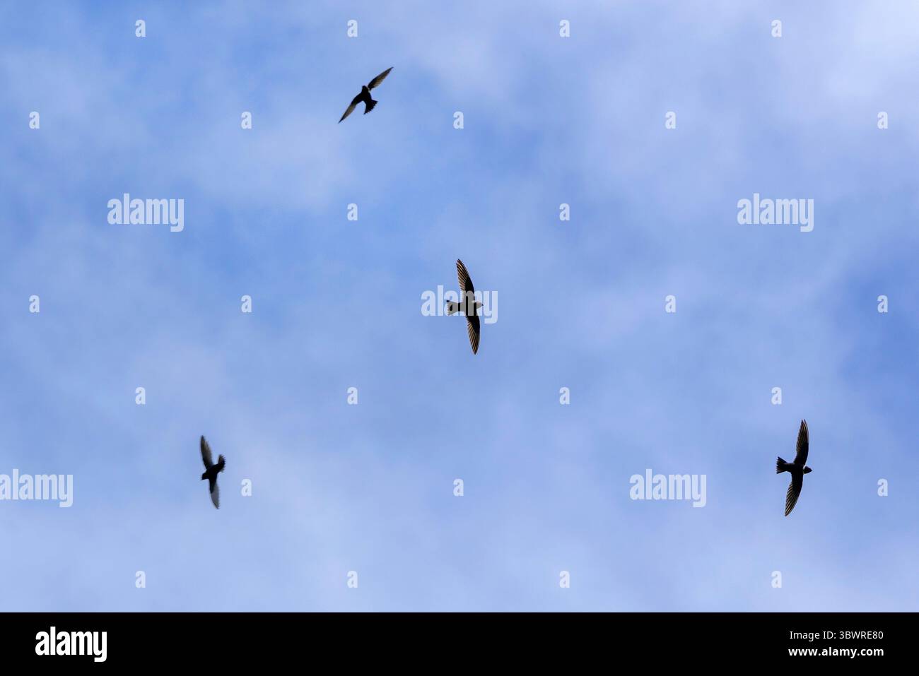 White-collared swift (Streptoprocne zonaris), in flight, Costa Rica ...
