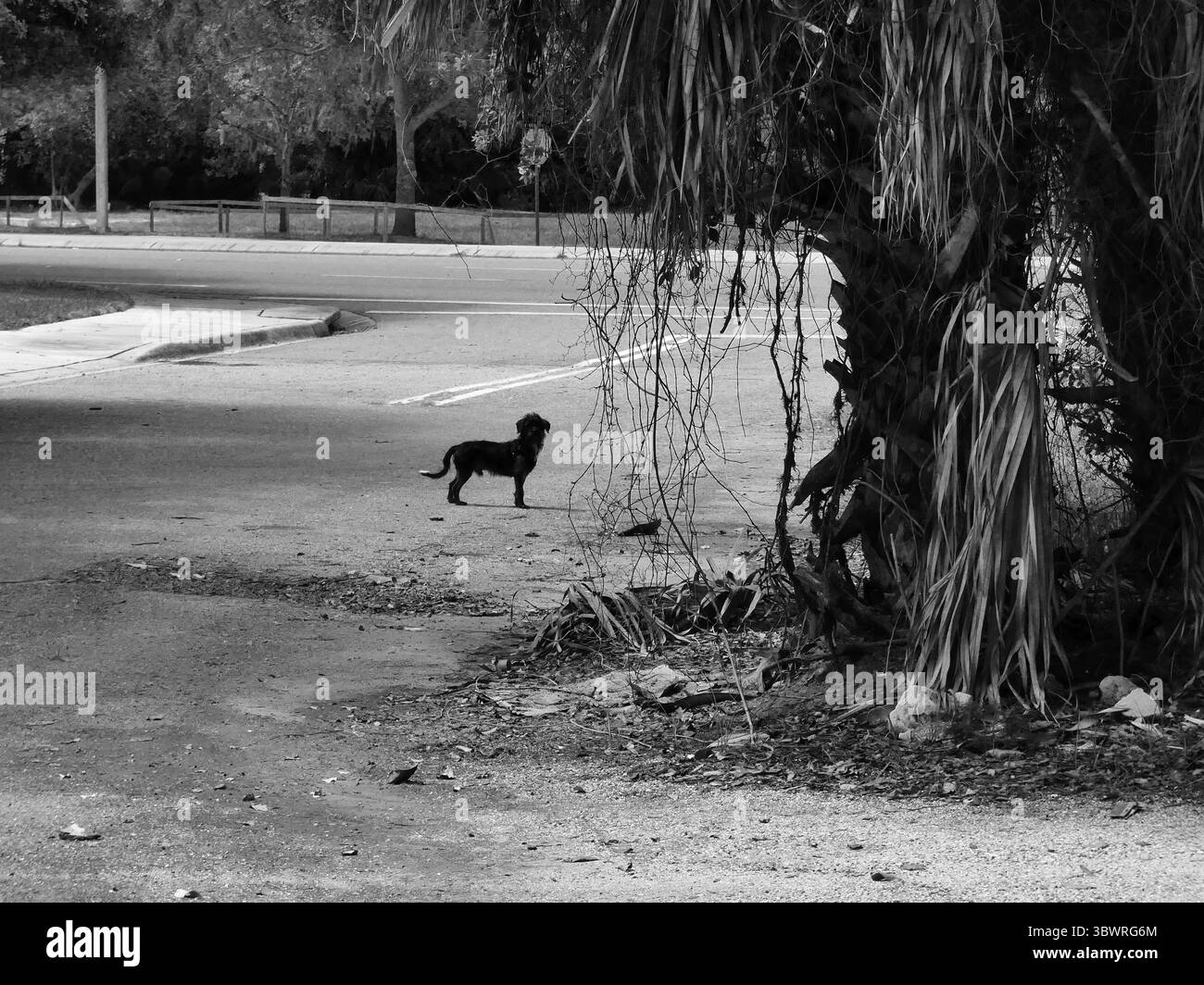 Shelter volunteers Black and White Stock Photos & Images - Alamy
