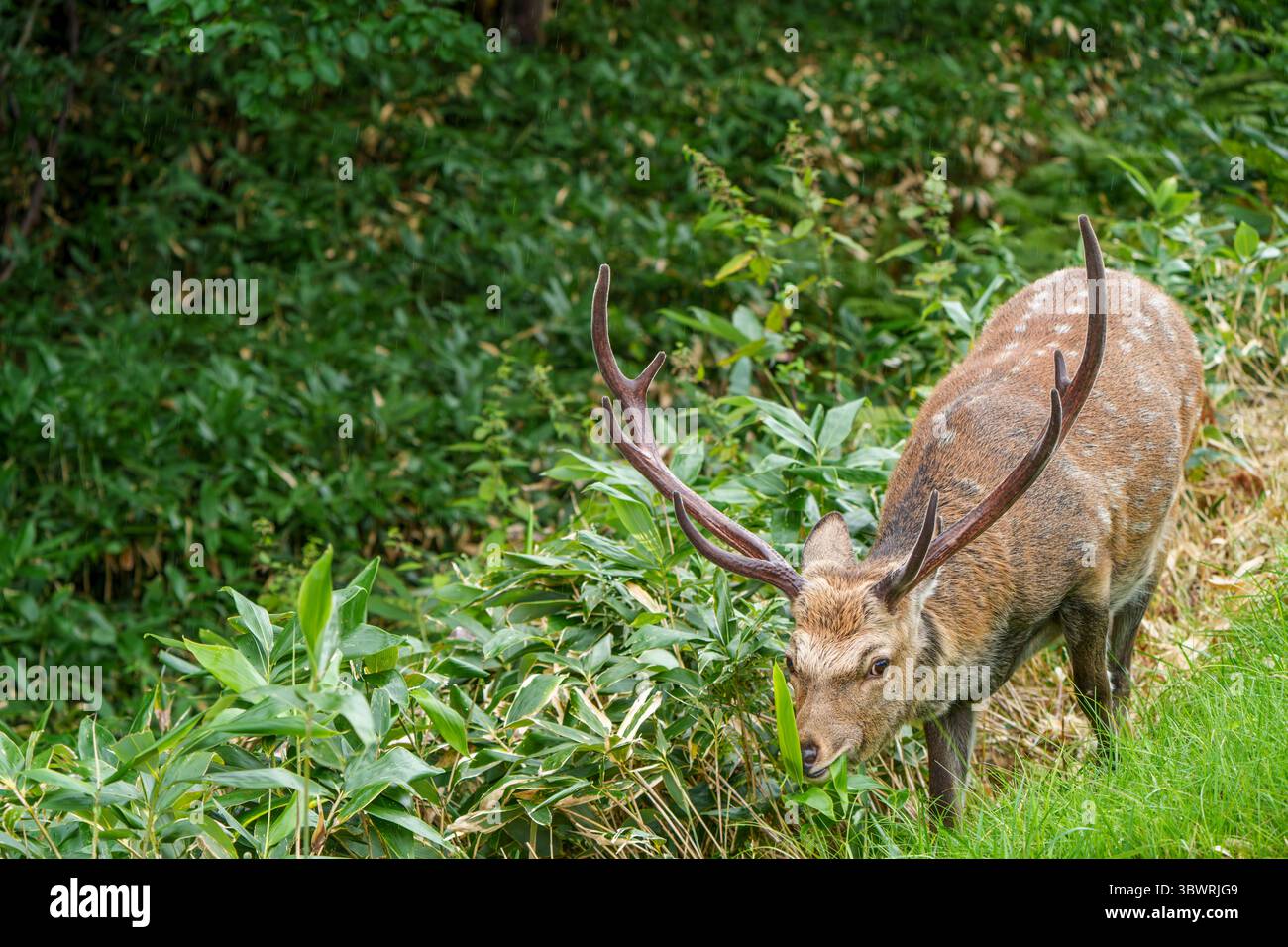 Sika deer shiretoko hokkaido hi-res stock photography and images - Alamy