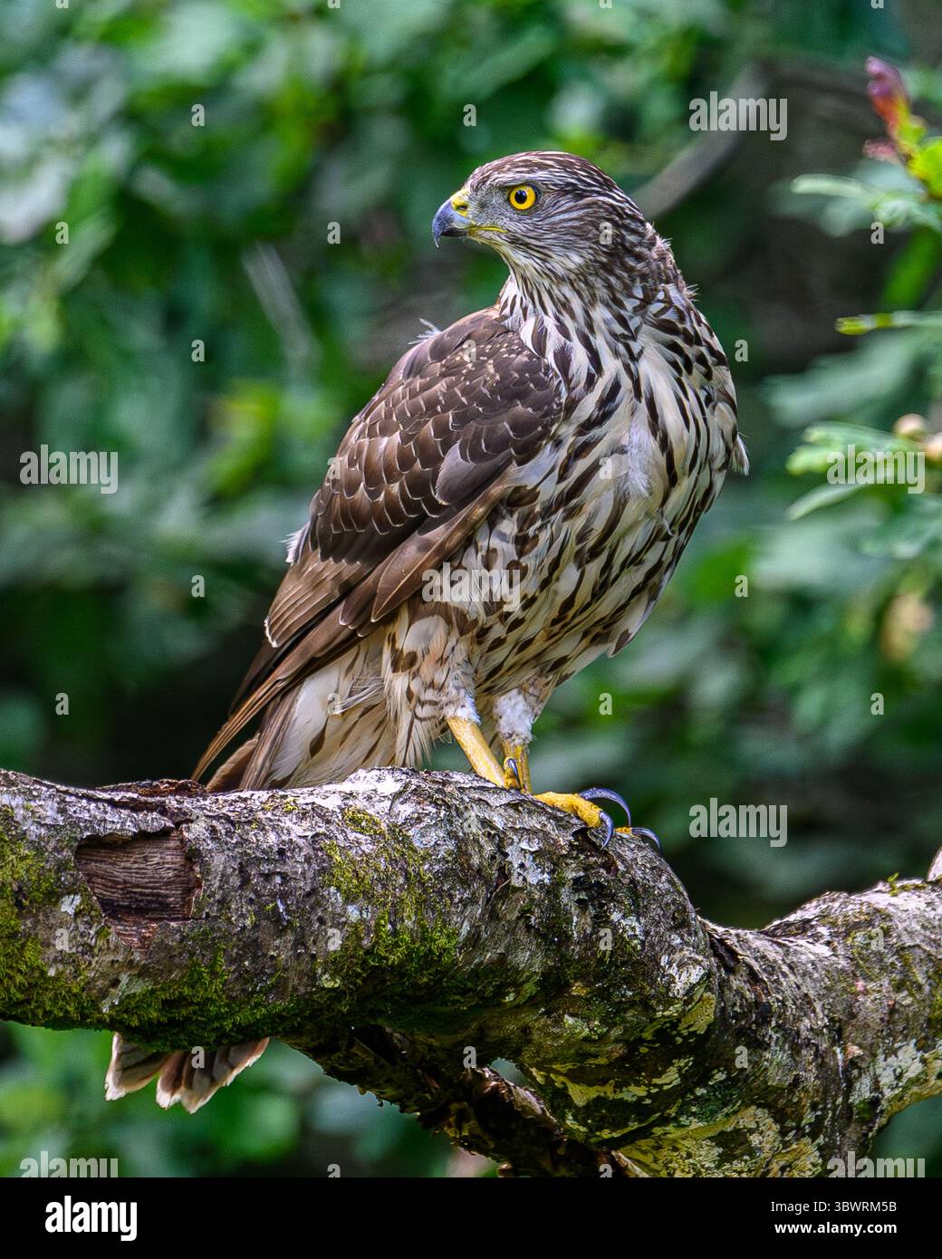 Goshawk (Juvenile Female Stock Photo - Alamy