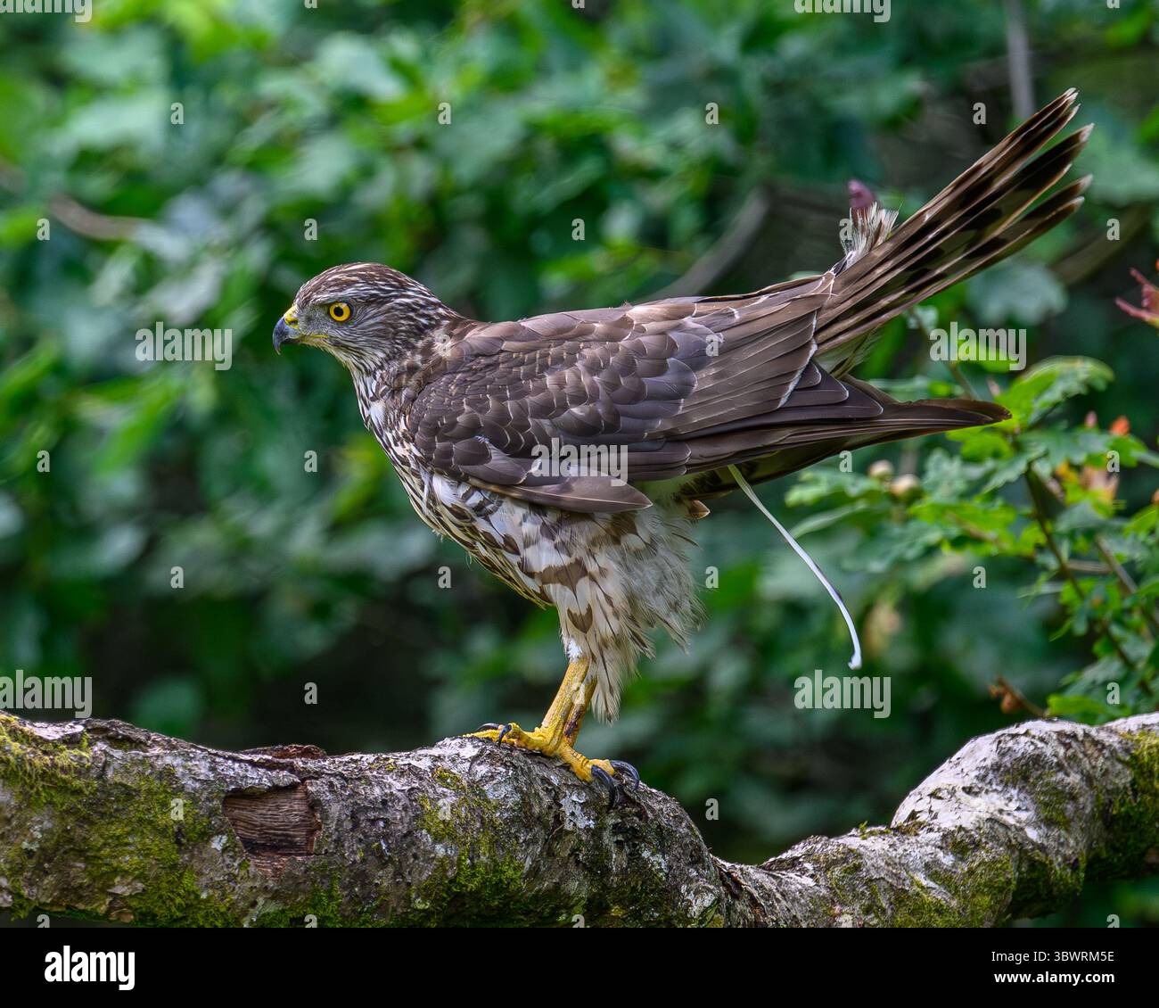 Female rare bird hi-res stock photography and images - Alamy
