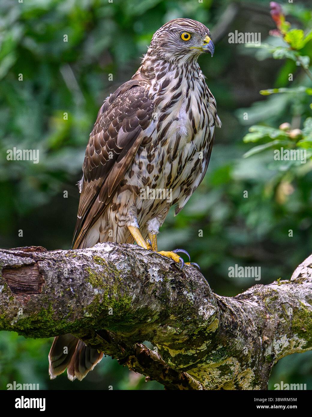 Goshawk (Juvenile Female Stock Photo - Alamy