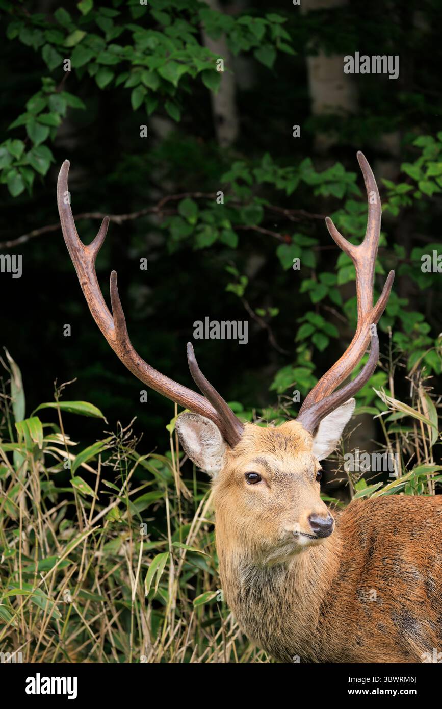 Hokkaido Sika Deer, Japan Stock Photo - Alamy
