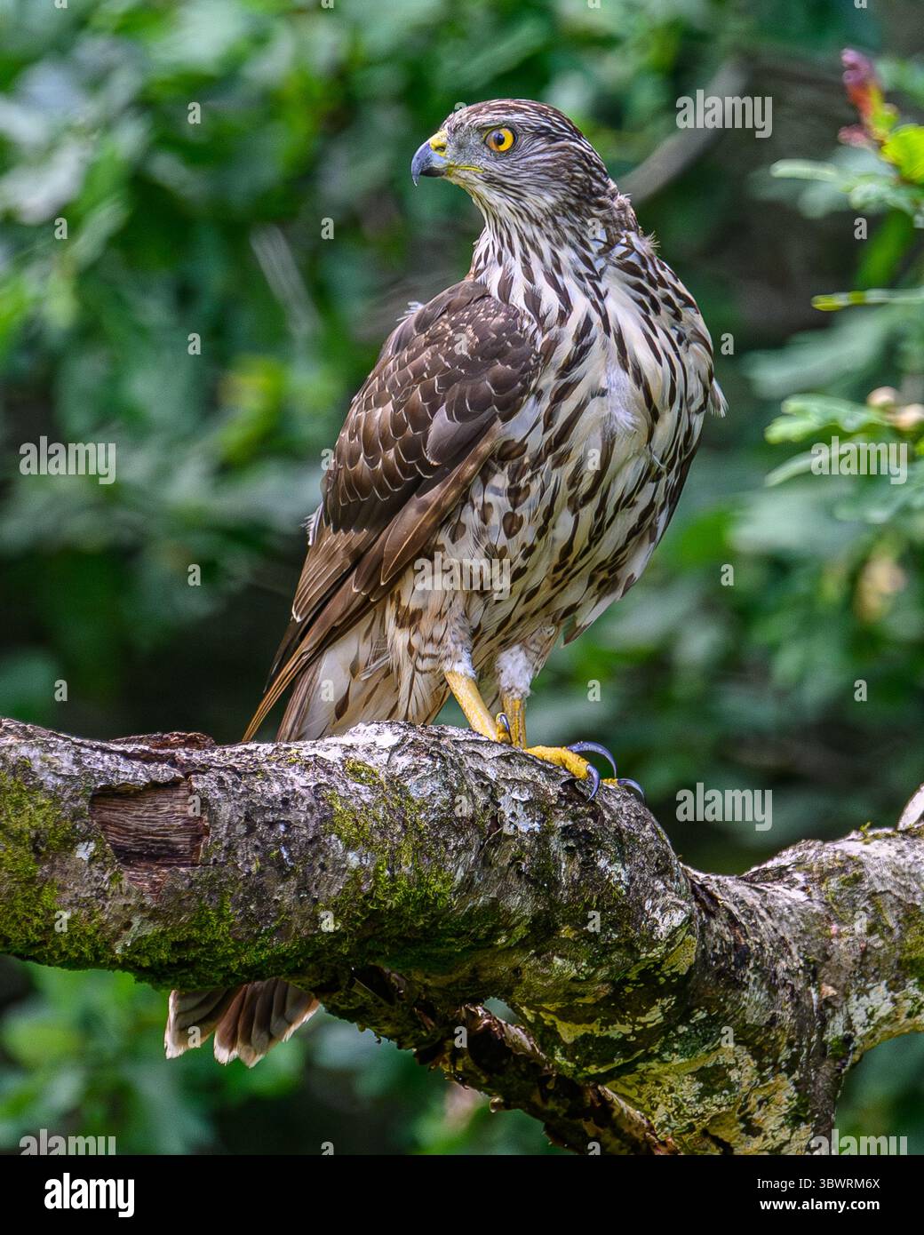 Eyelid on goshawk hi-res stock photography and images - Alamy