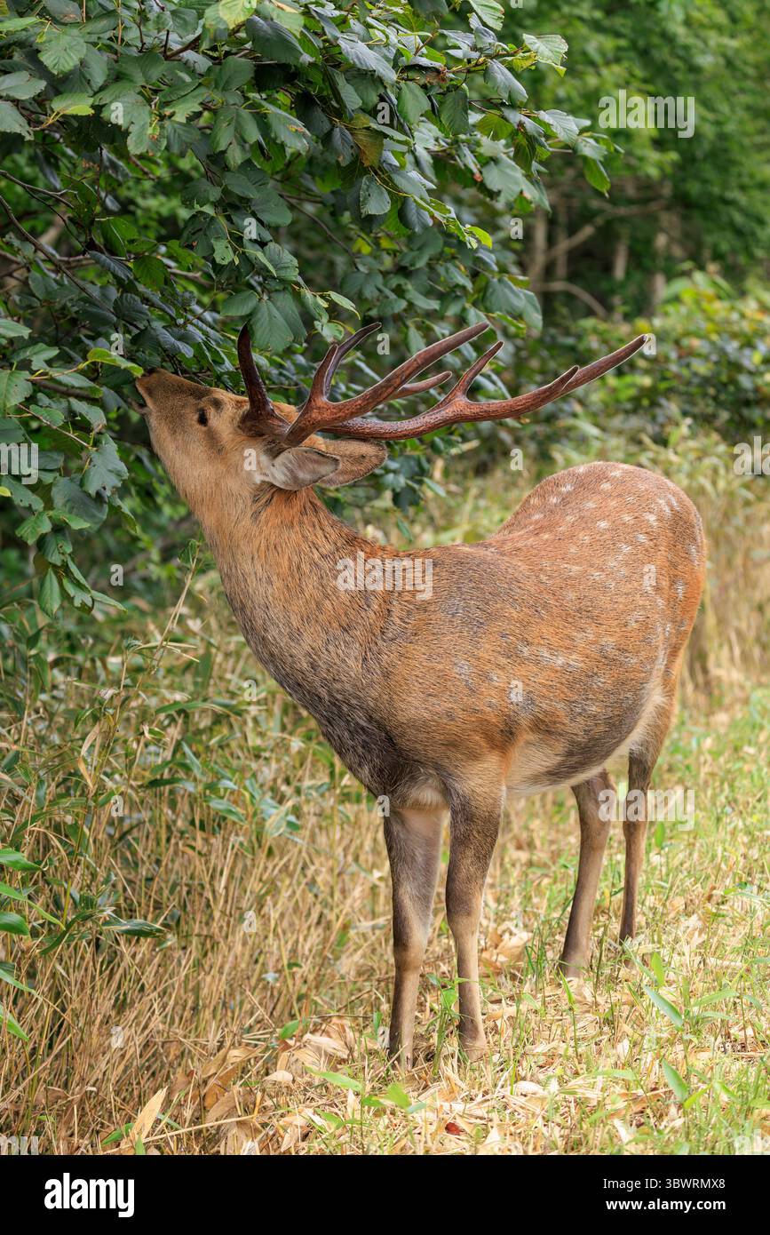 Hokkaido Sika Deer, Japan Stock Photo - Alamy