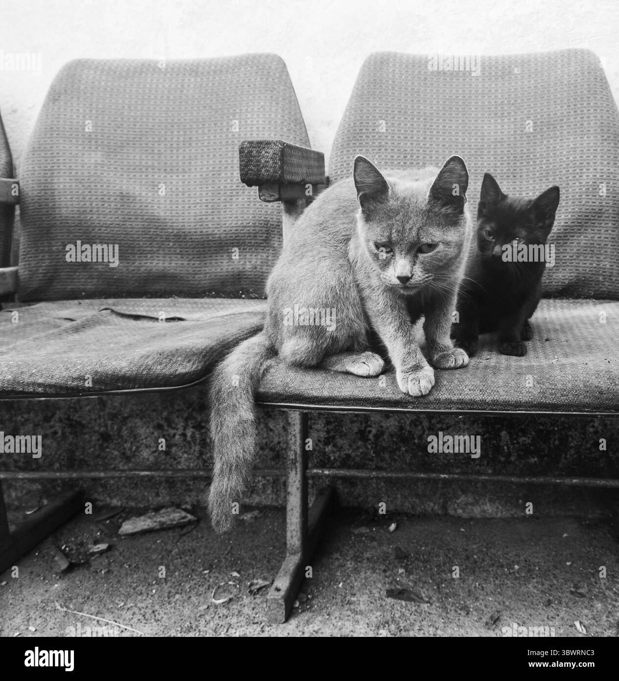 Worn animals Black and White Stock Photos & Images - Alamy