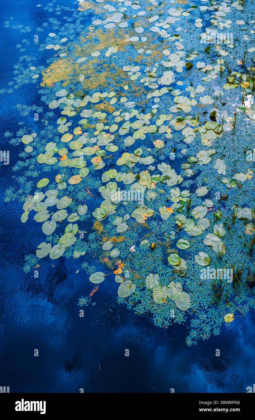 Green water lilies and aquatic plants floating on a pond with deep blue ...