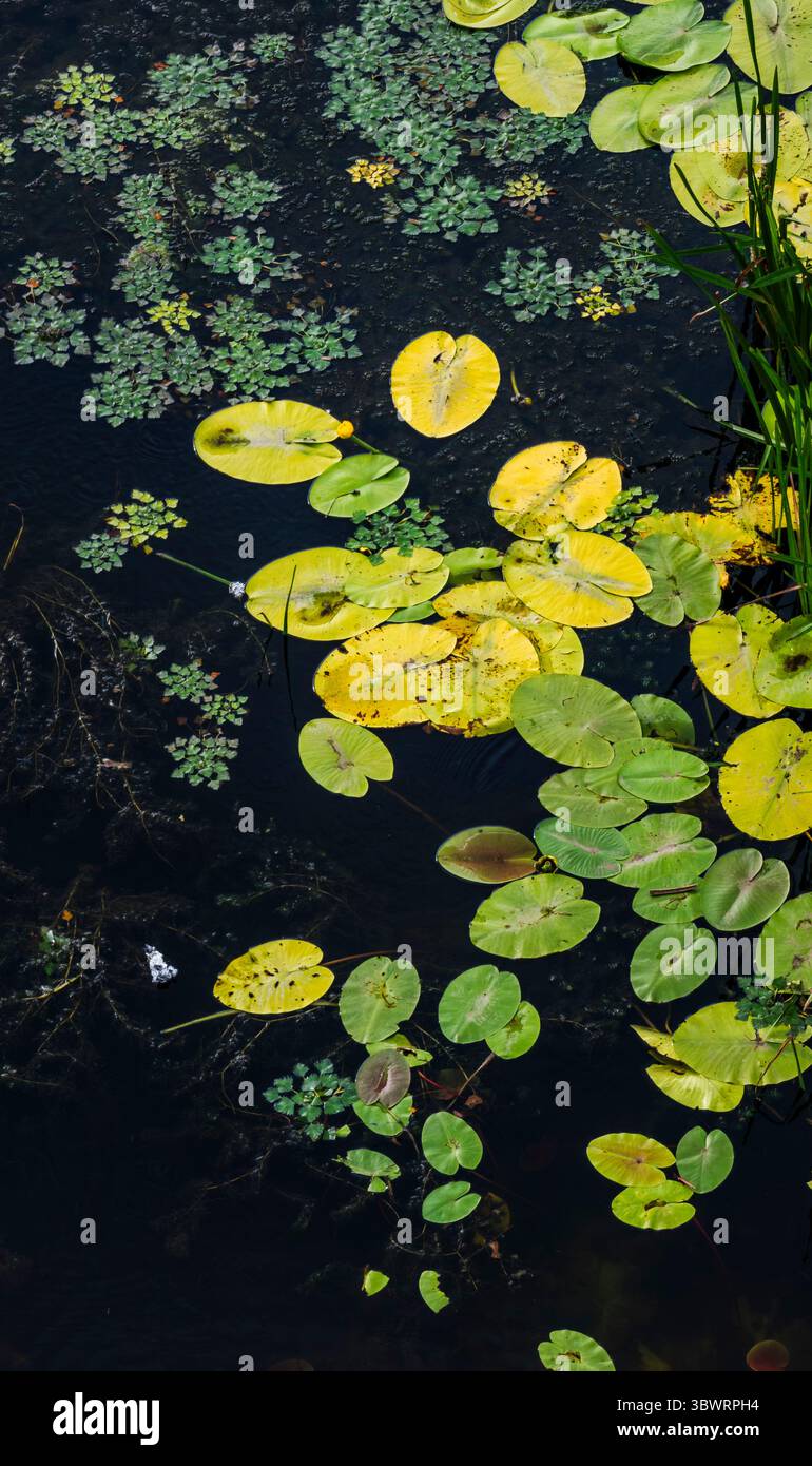 Lily pad floating on top hi-res stock photography and images - Alamy