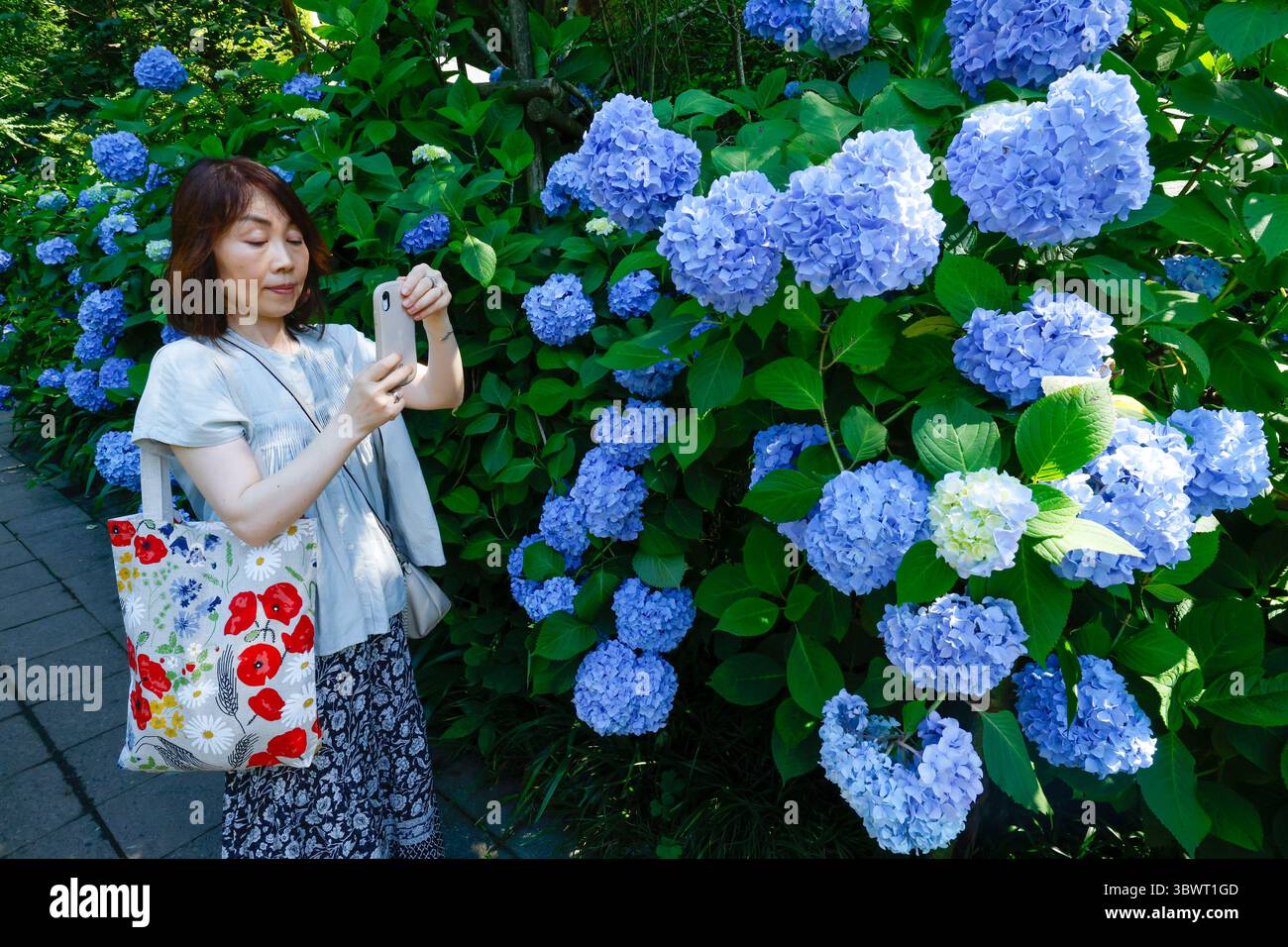 Meigetsu in temple hydrangeas hi-res stock photography and images - Alamy
