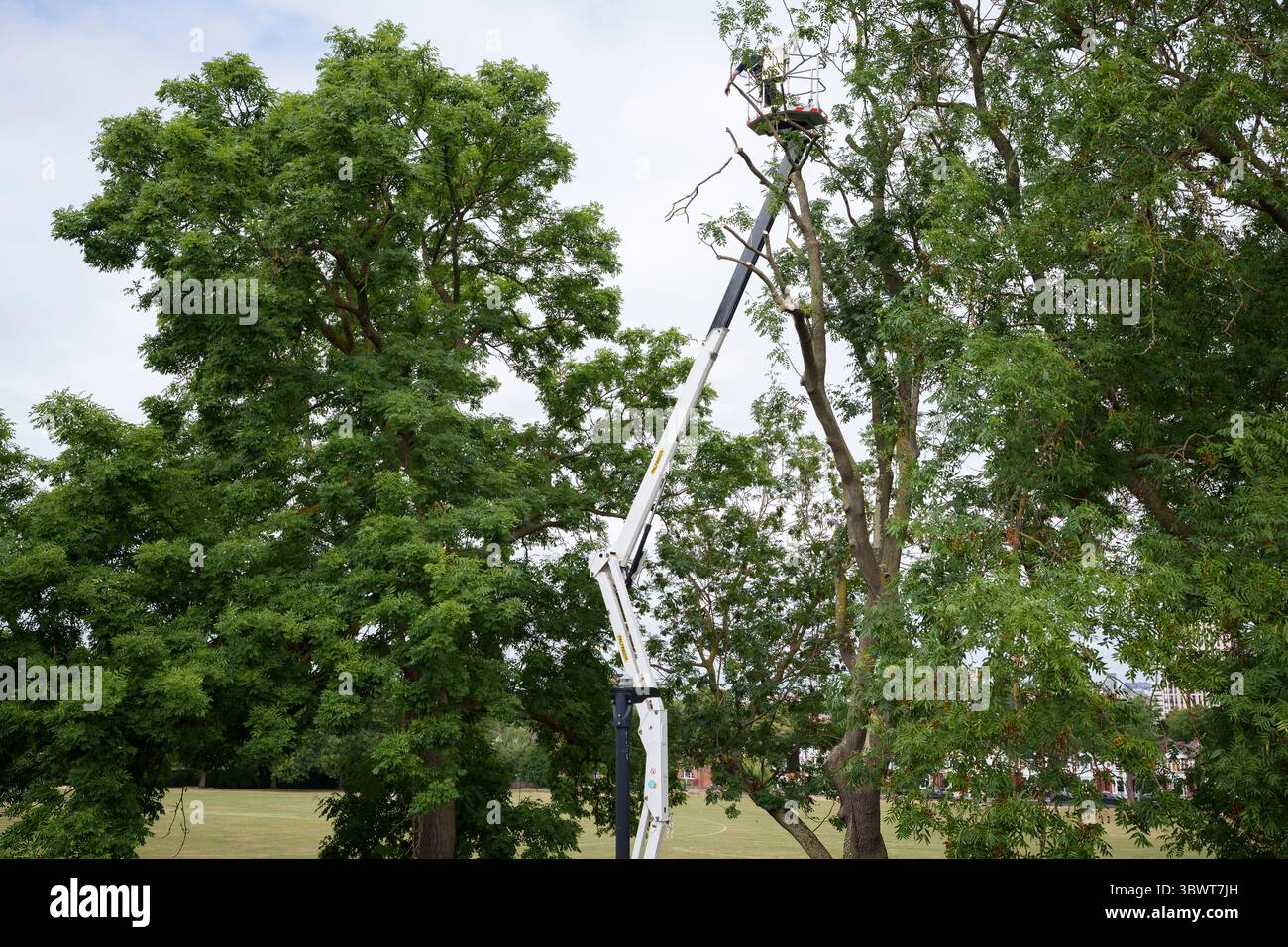 A tree surgeon with Lambeth Landscapes works high up from a Palfinger ...