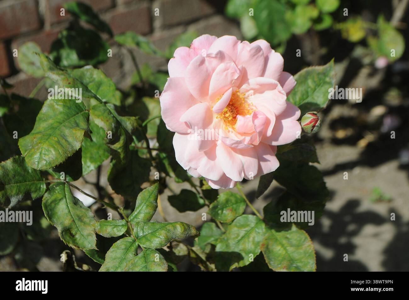 Copenhagen/ DenmarK/17 JULY 2025/ Rose flowers plants in kastrup ...