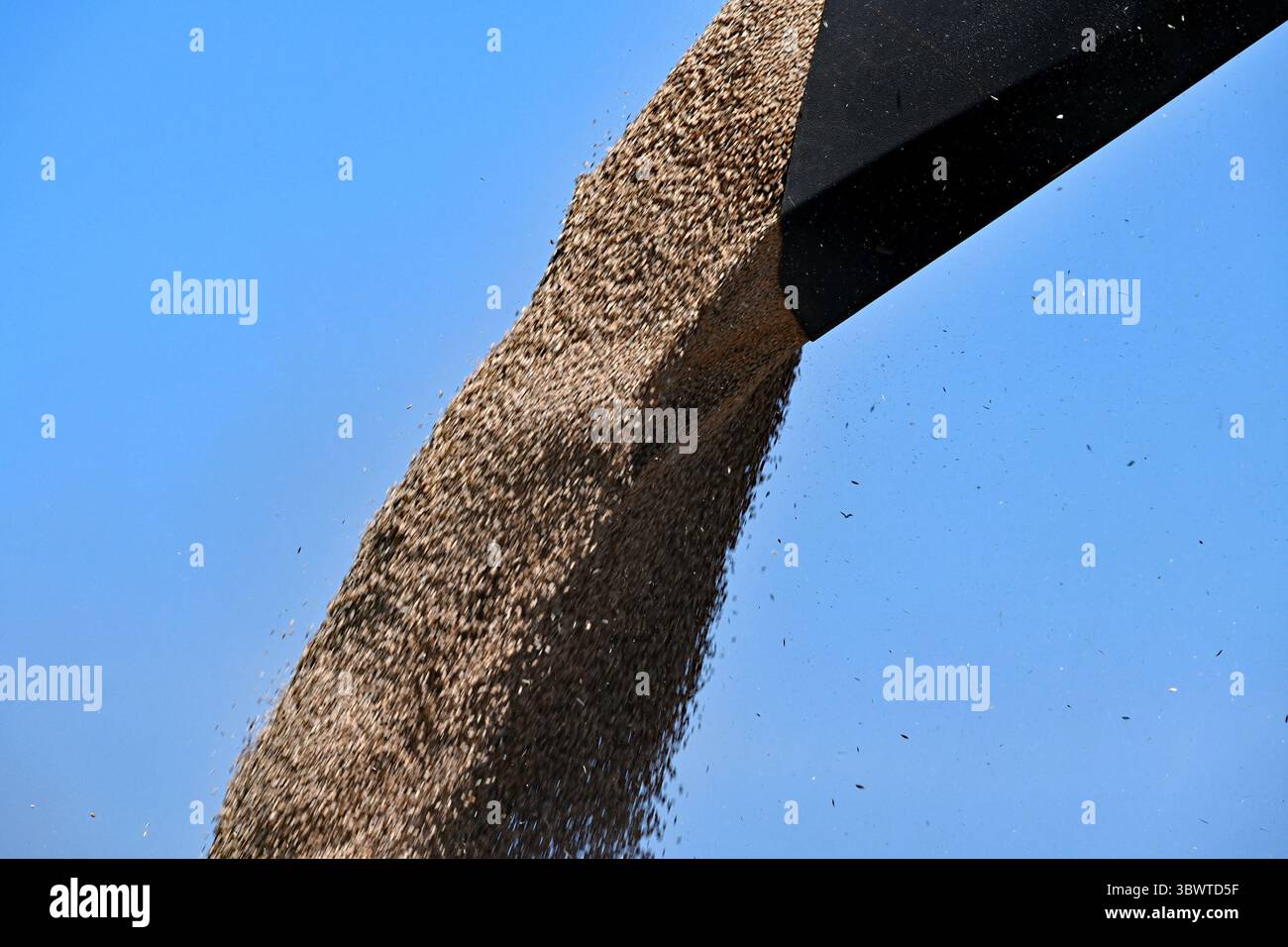 July 8, 2021, Americus, Kansas, U.S: The discharge auger of a John ...
