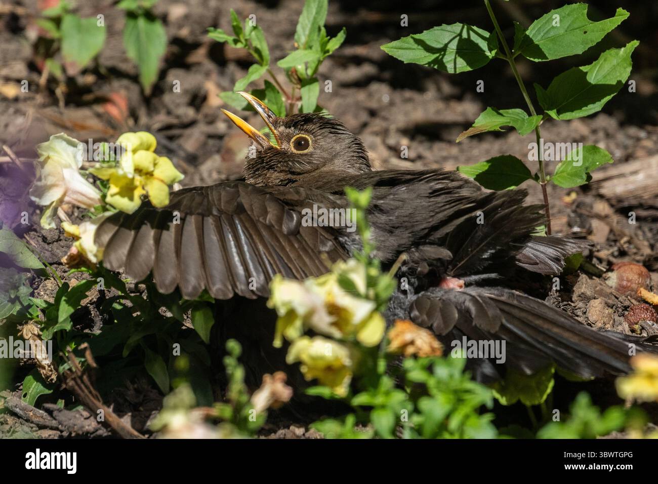 A female blackbird (Turdus merula) sunbathing with wings outstretched ...