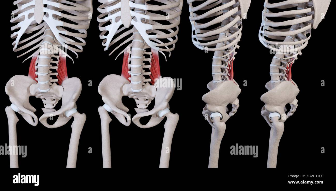 This 3d illustration shows the quadratus lumborum muscle movement Stock ...