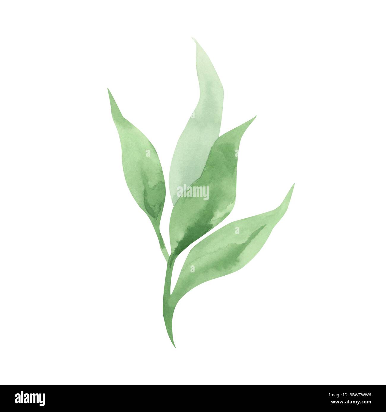 Green long leaf of plant, flower. Watercolor Stock Photo - Alamy