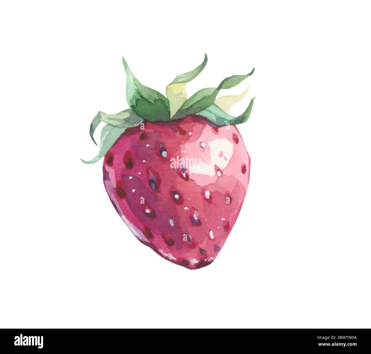 Watercolor illustration strawberry leaves Cut Out Stock Images ...