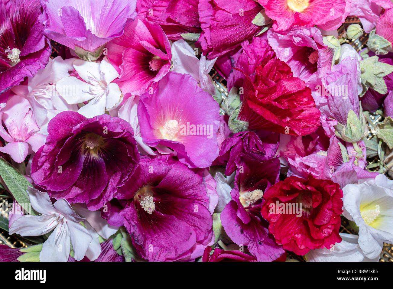Colorful mallow flowers in a tray Stock Photo - Alamy