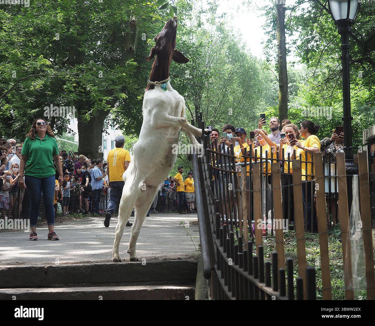 July 14, 2021, New York, New York, USA: Chalupa the goat participated ...