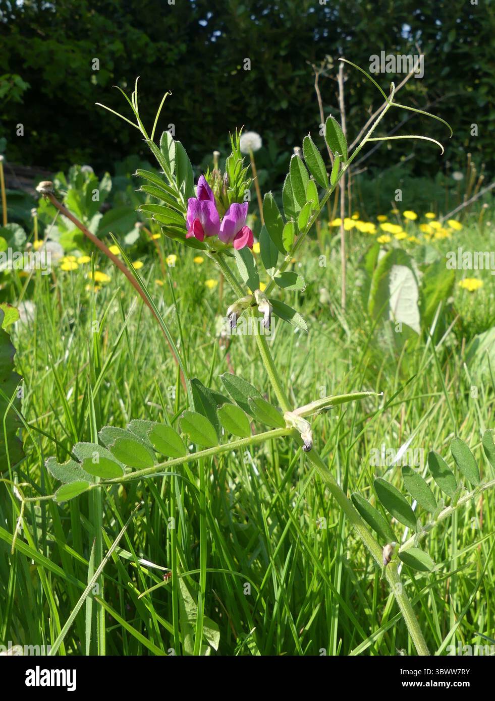 COMMON VETCH - Vicia sativa Photo: Tony Gale Stock Photo - Alamy