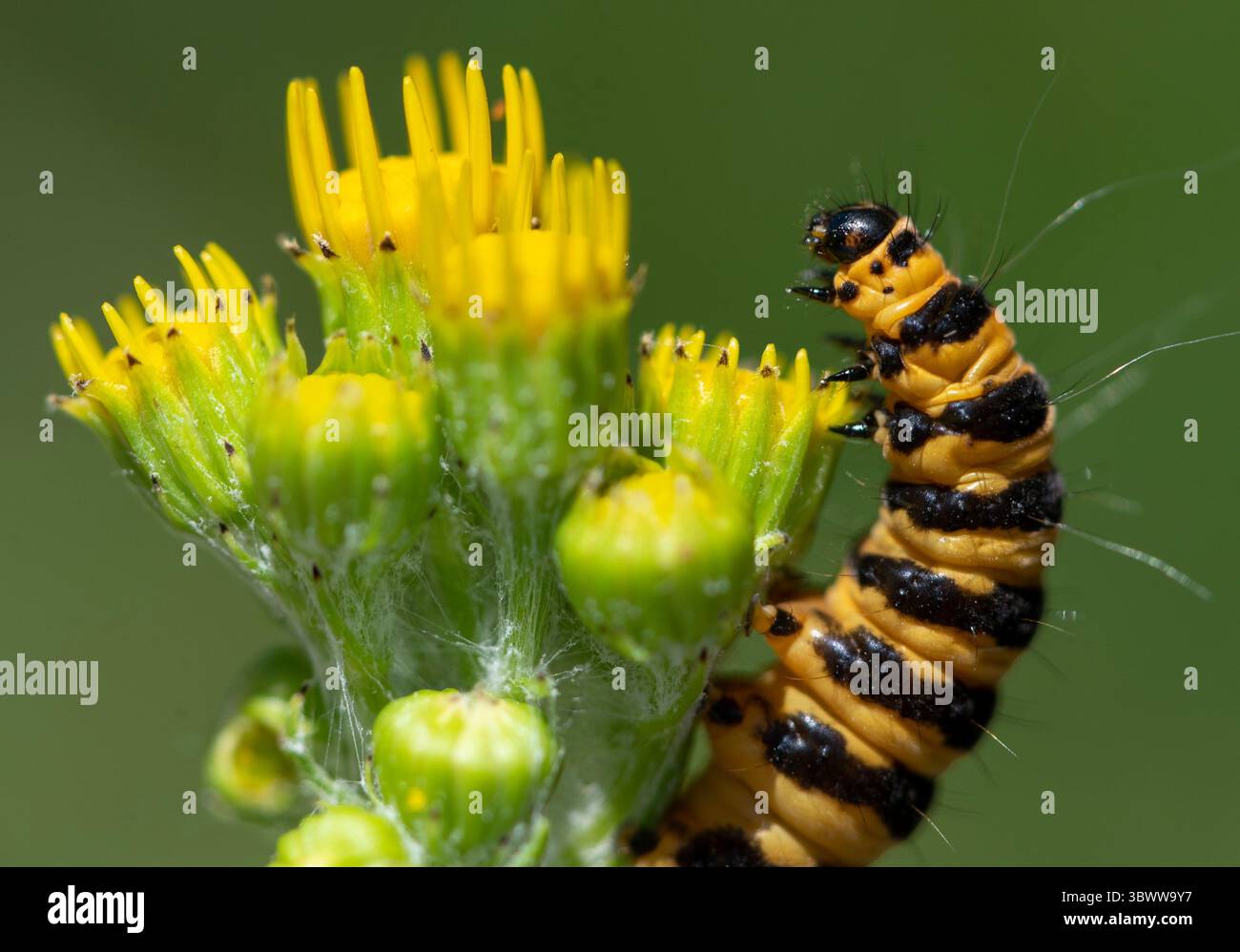 July 16, 2021, ELKTON, OREGON, U.S.A: A cinnabar moth caterpillar feeds ...