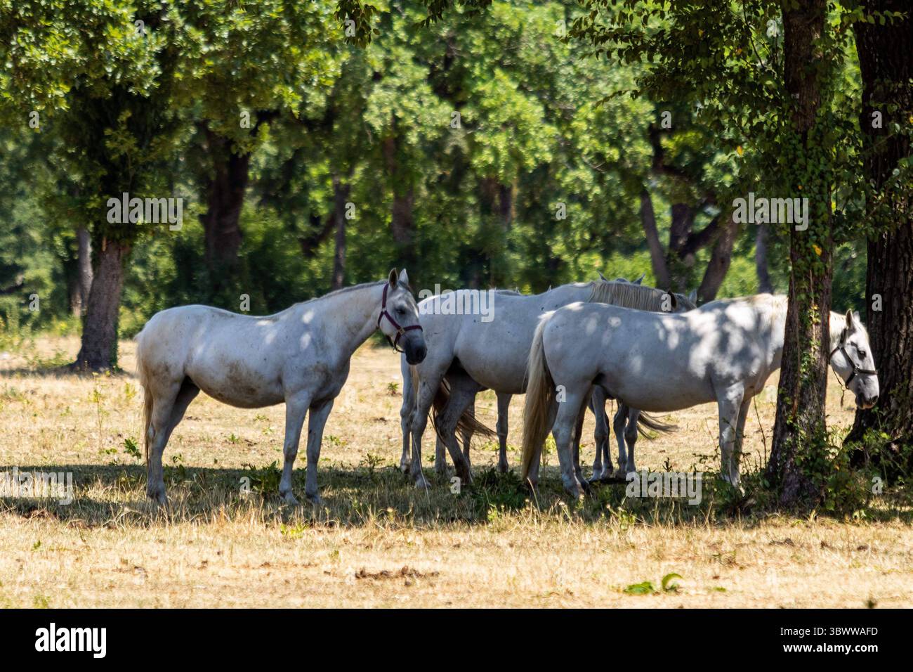 Lipica Themenfoto: Natur, Lebewesen. Tier, Huftier, Pferd, Lipizzaner ...