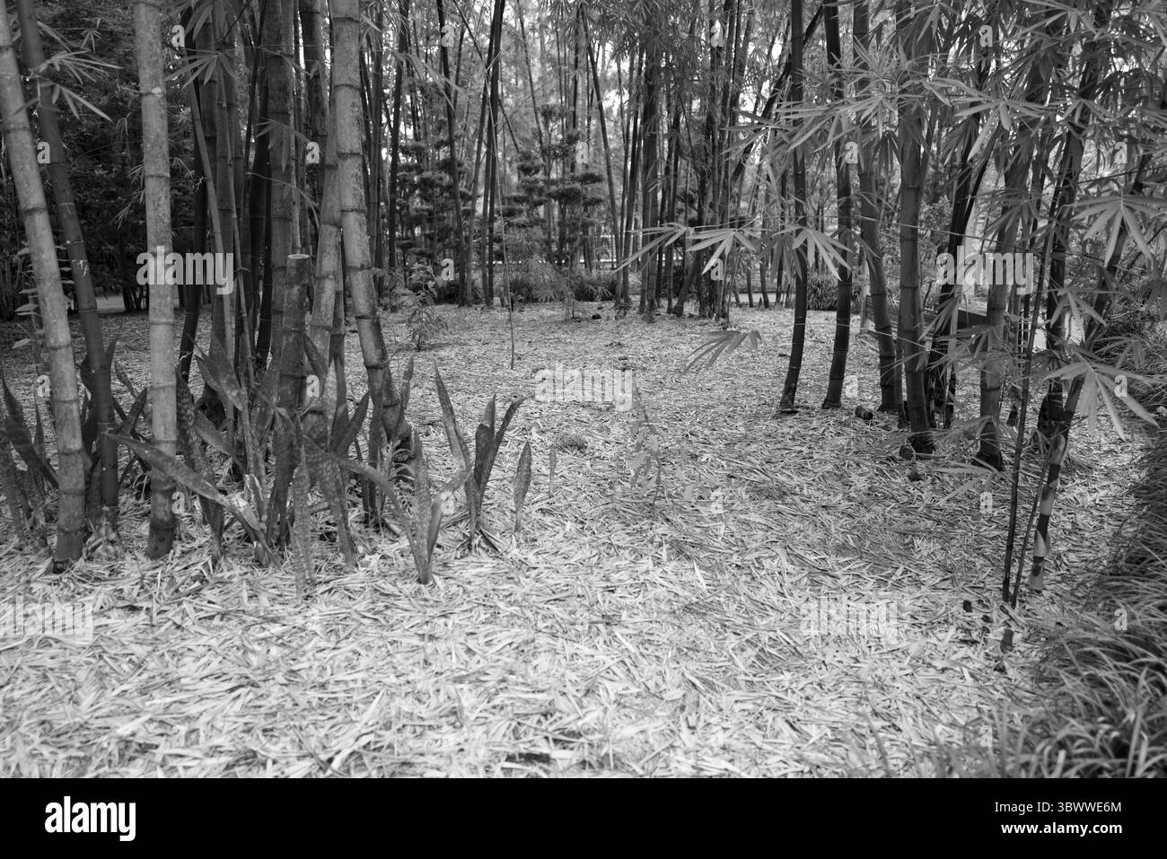 Bamboo grove in black and white, textured ground covered in dry leaves ...