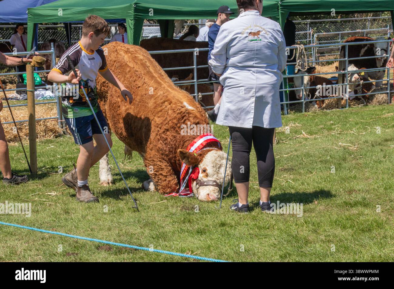 Barryroe Show, West Cork July 2025 Stock Photo - Alamy