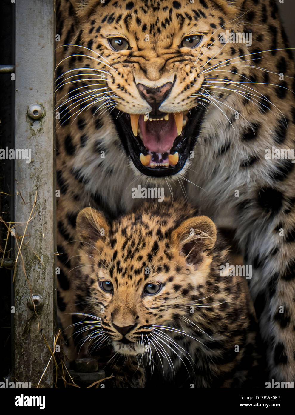An Amur Leopard cub, who have not been names yet, with mum Kristen ...