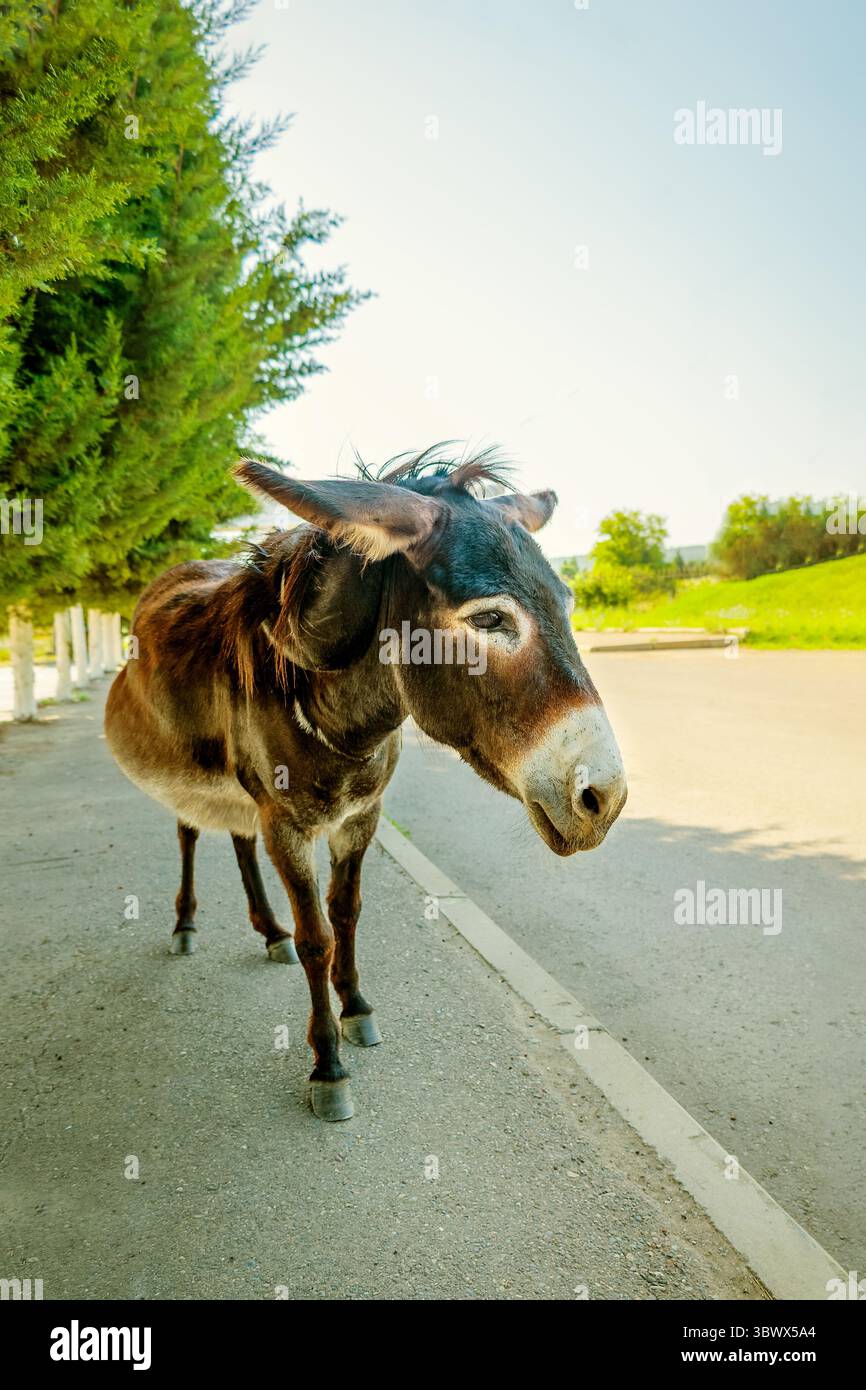 Curious street donkey stands by the curb in bright summer light, ears ...