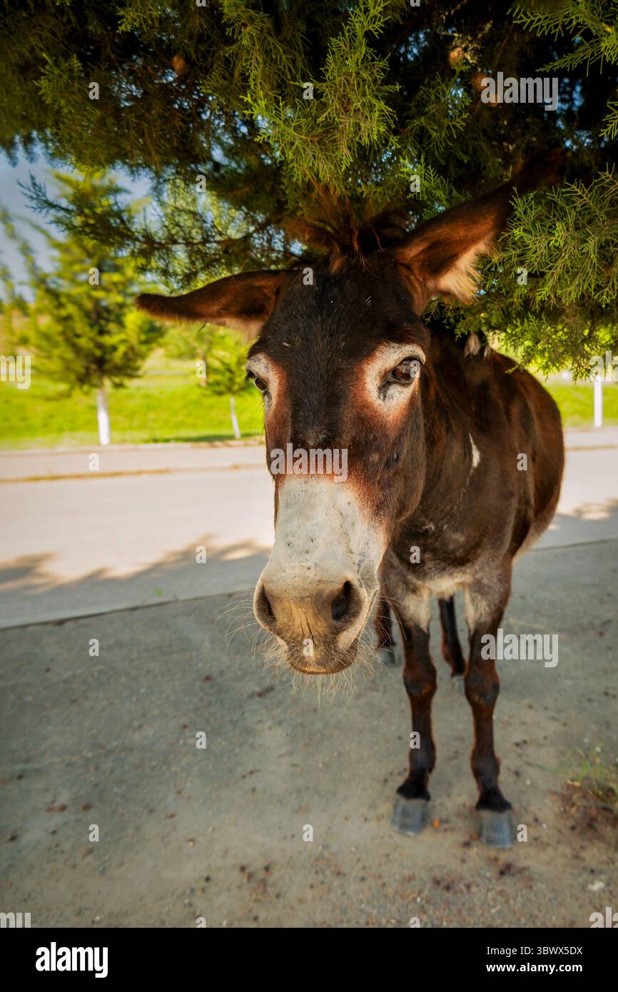 Curious horse stands close camera hi-res stock photography and images ...