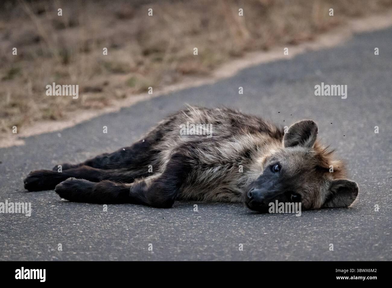 Hyena lying tired on a road, Kruger National Park, South Africa Stock ...