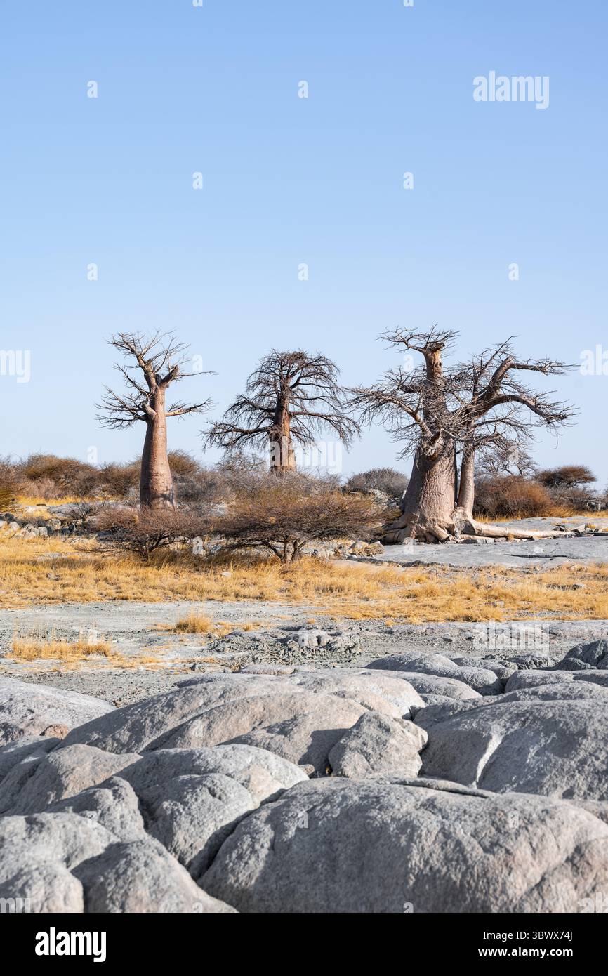 African baobab or baobab tree (Adansonia digitata), arid landscape ...