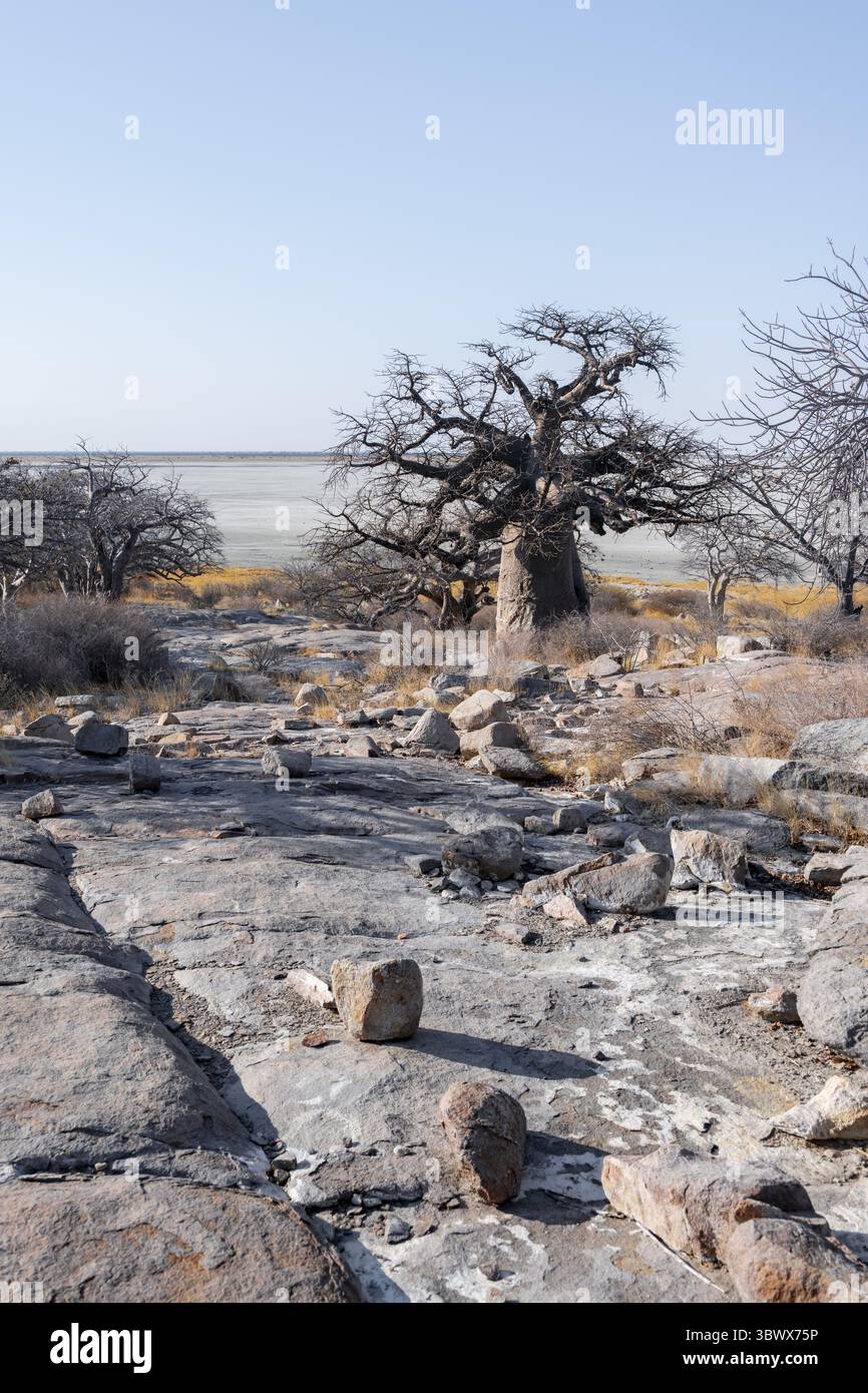 African baobab or baobab tree (Adansonia digitata), arid landscape ...