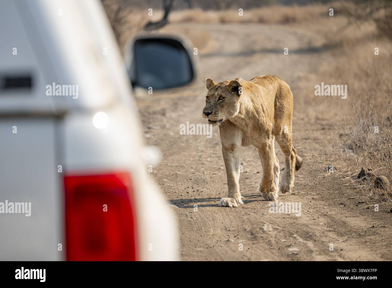 Lioness next to a safari car, Kruger National Park, South Africa Stock ...