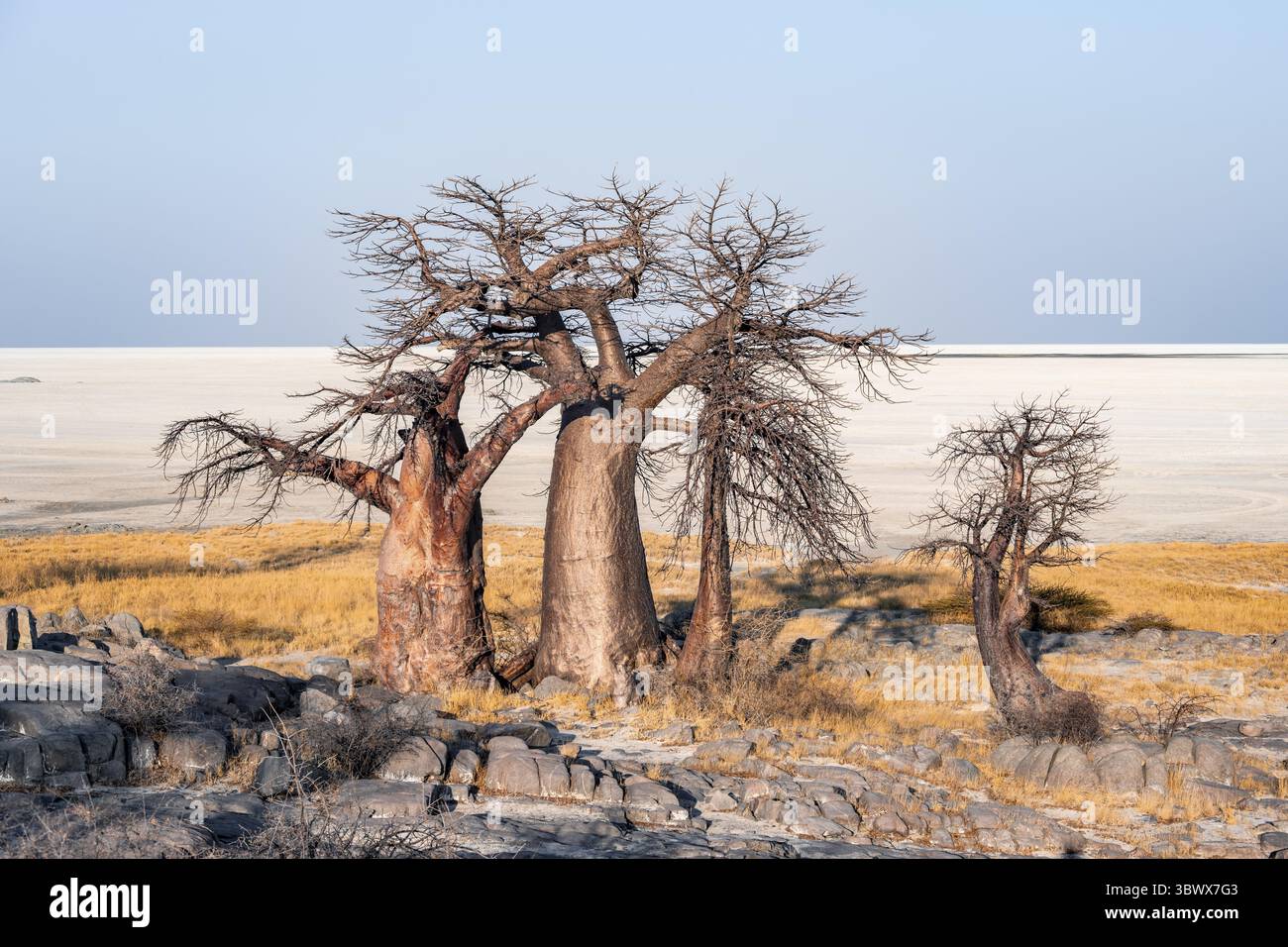 African baobab or baobab tree (Adansonia digitata), arid landscape ...