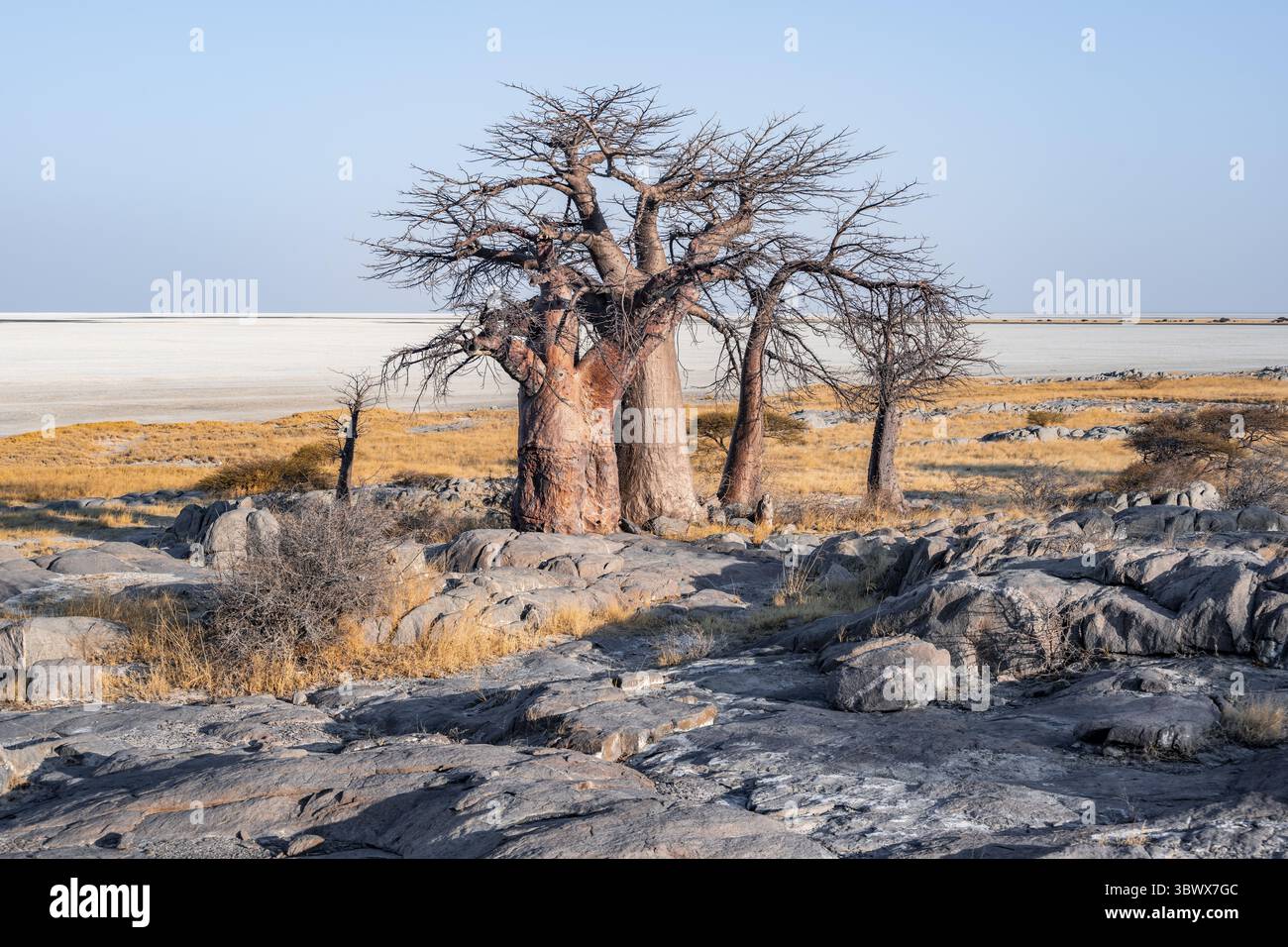 African baobab or baobab tree (Adansonia digitata), arid landscape ...