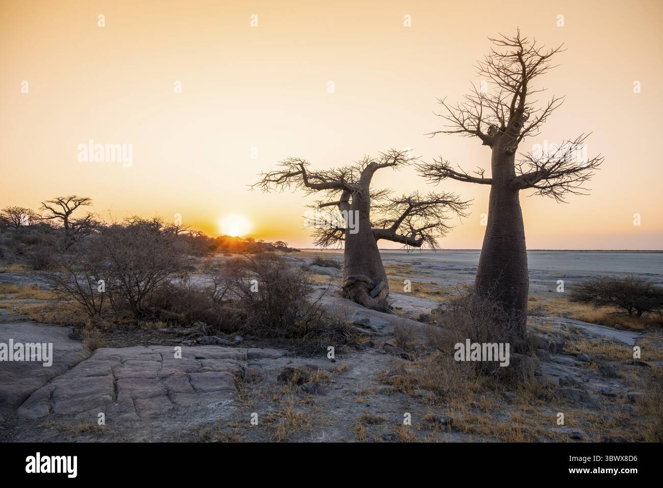Sunset, African baobab or baobab tree (Adansonia digitata), Dry ...