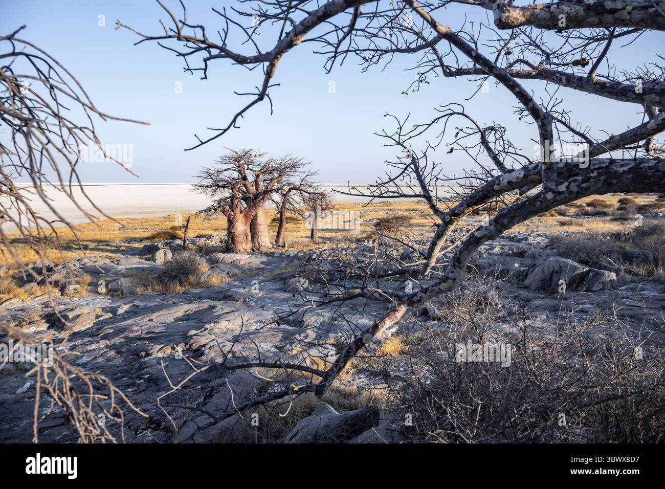 African baobab or baobab tree (Adansonia digitata), arid landscape ...