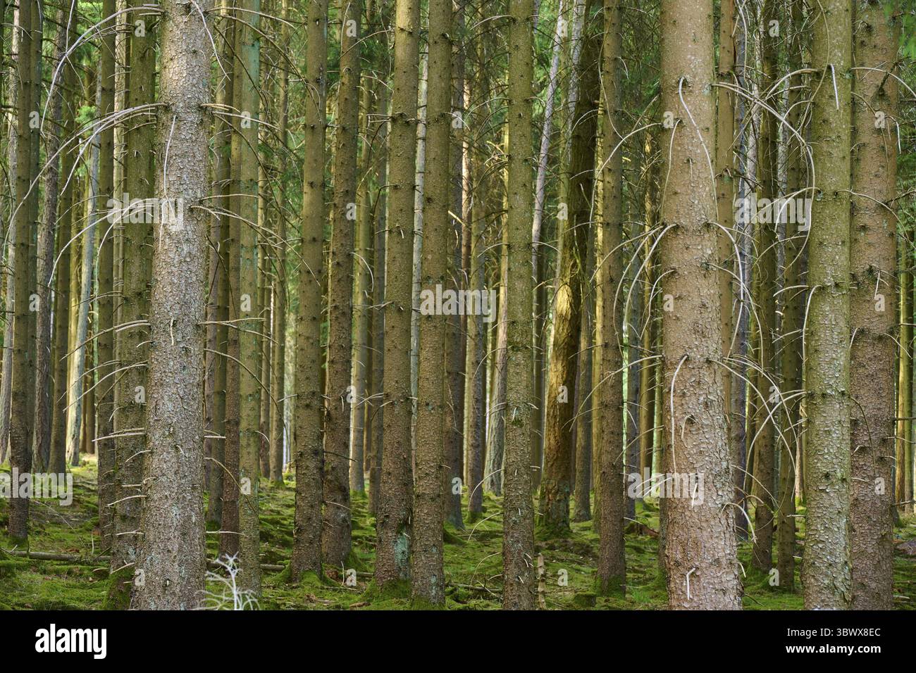Dense coniferous forest with green tree trunks and overgrown ground ...