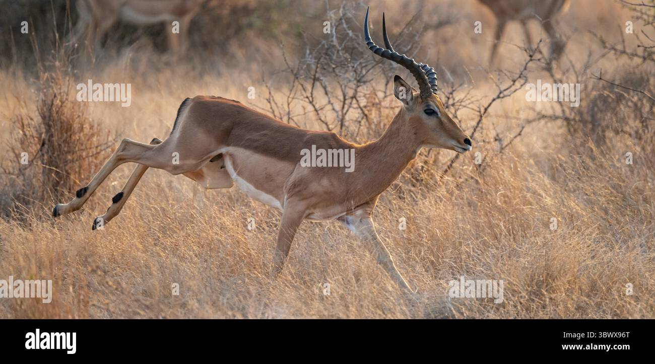 Springbok, male running, dry grass, Kruger National Park, South Africa ...